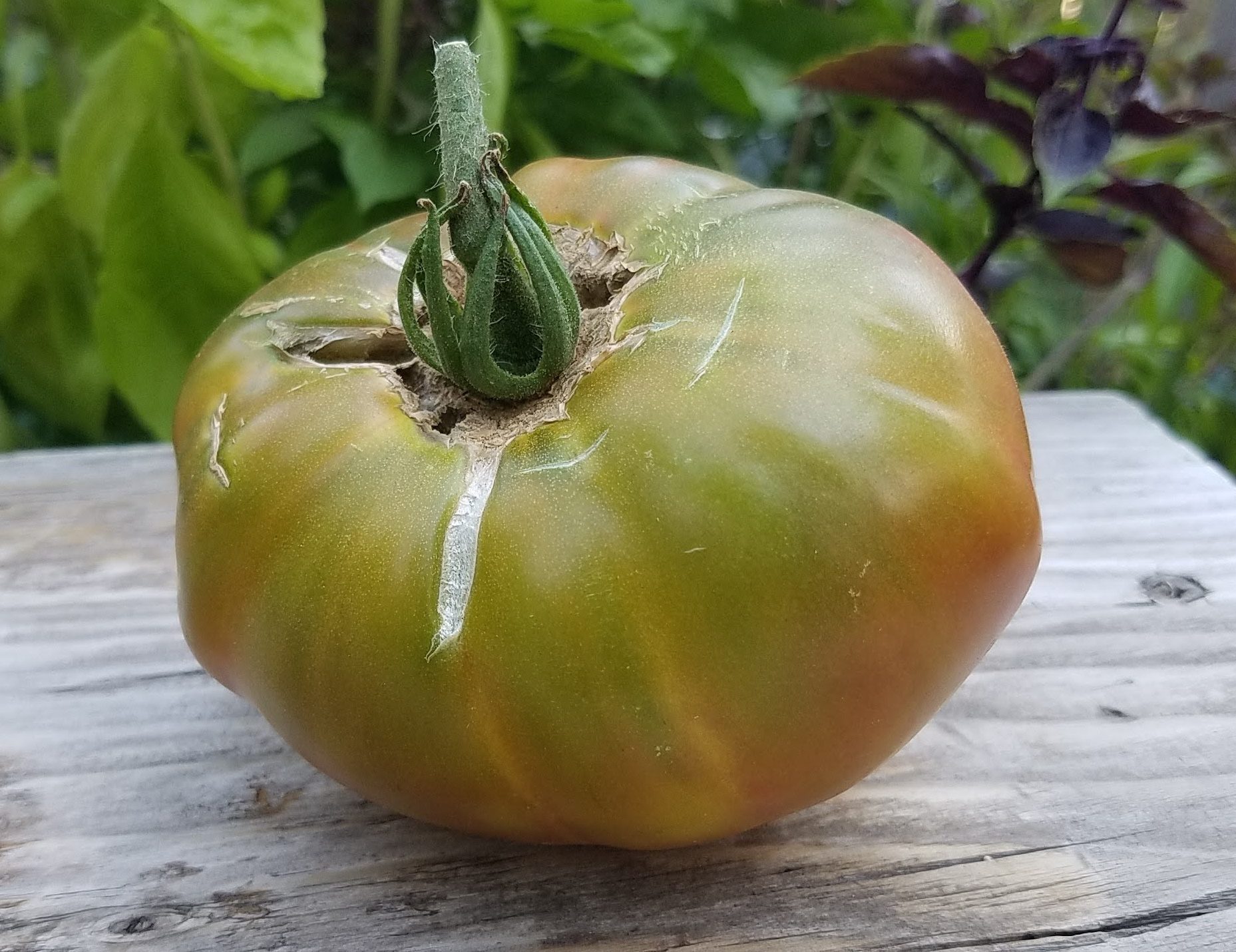 How To Tell When Green Tomato Varieties are Ripe - The Coeur d'Alene Coop