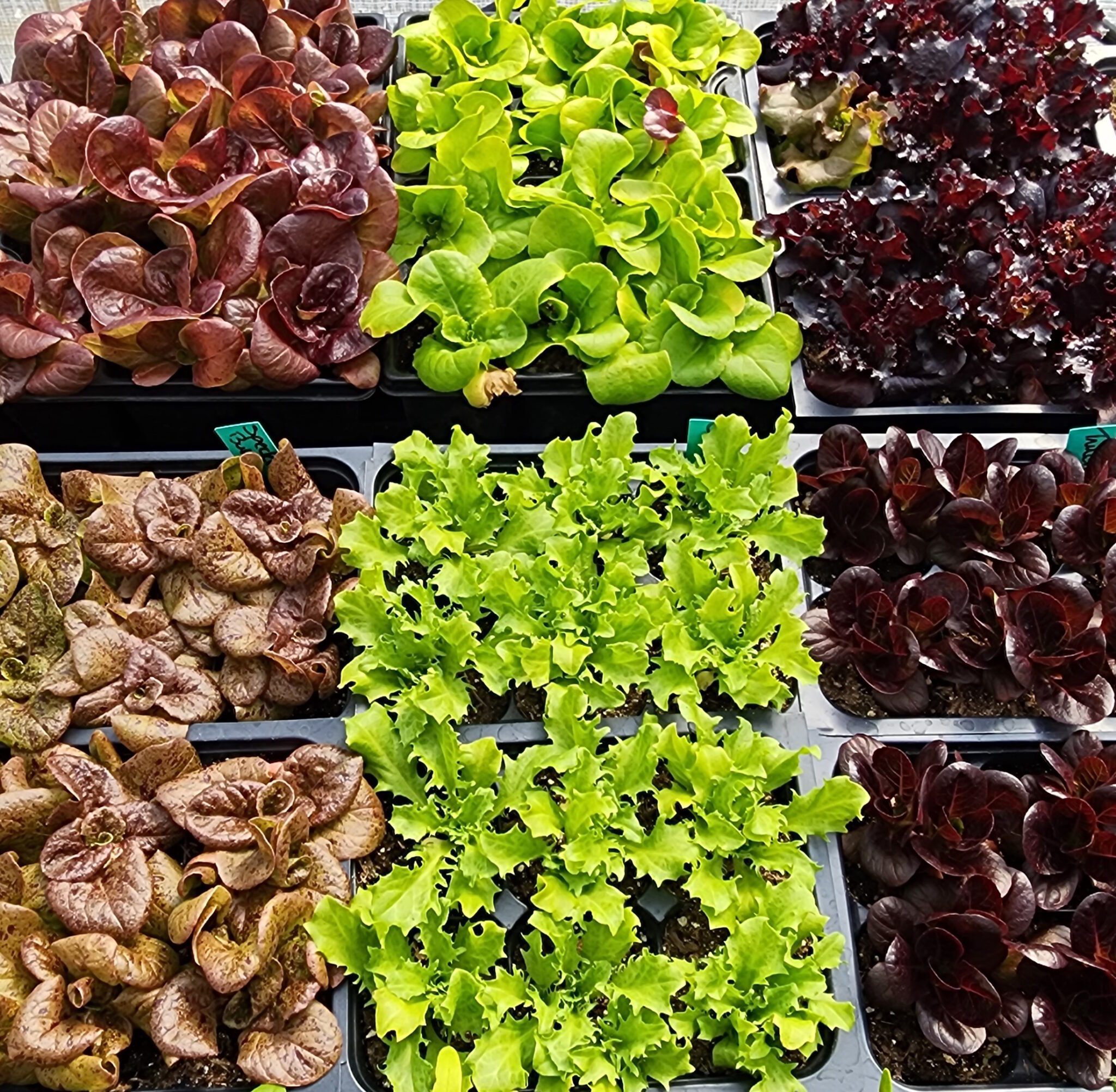 Quick Spring Crops to Grow In Your Garden Now - The Coeur d'Alene Coop