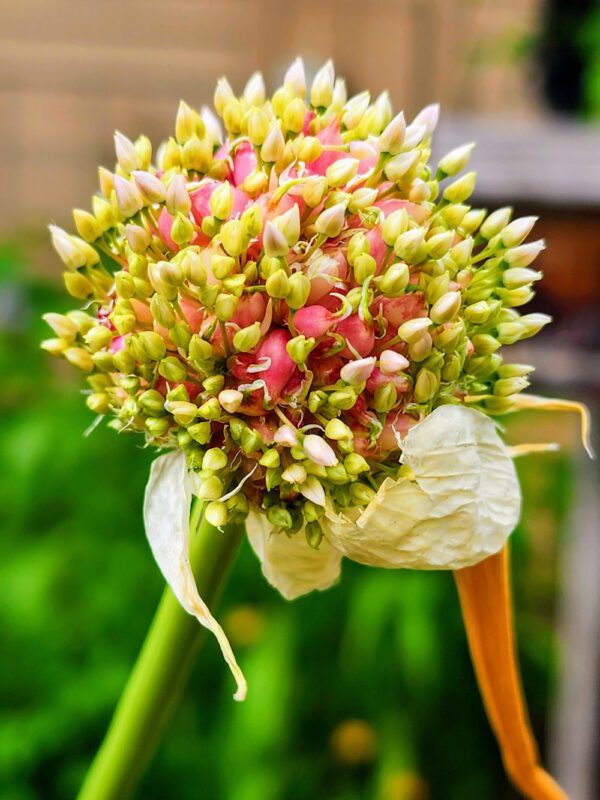Understanding Garlic Scapes and How to Use Them - The Coeur d'Alene Coop